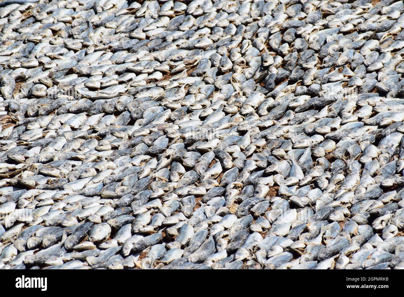 Dry fish ground Stock Photo - Alamy