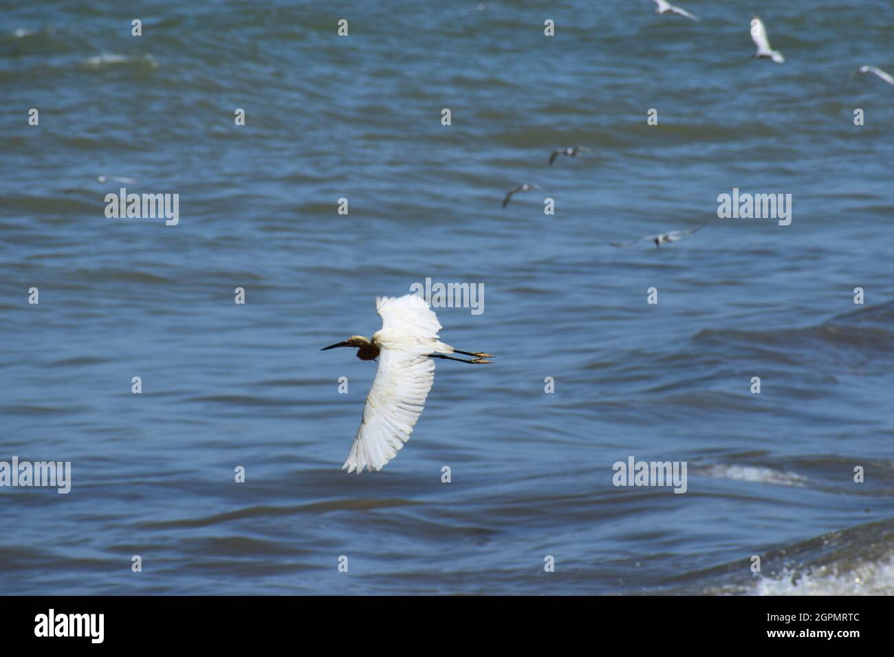 Flying birds over the beach Stock Photo - Alamy