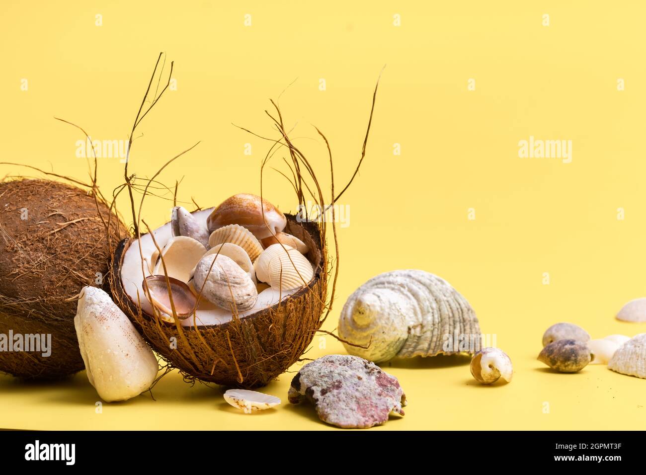 coconuts and shells on a yellow background .Marine theme Stock Photo ...