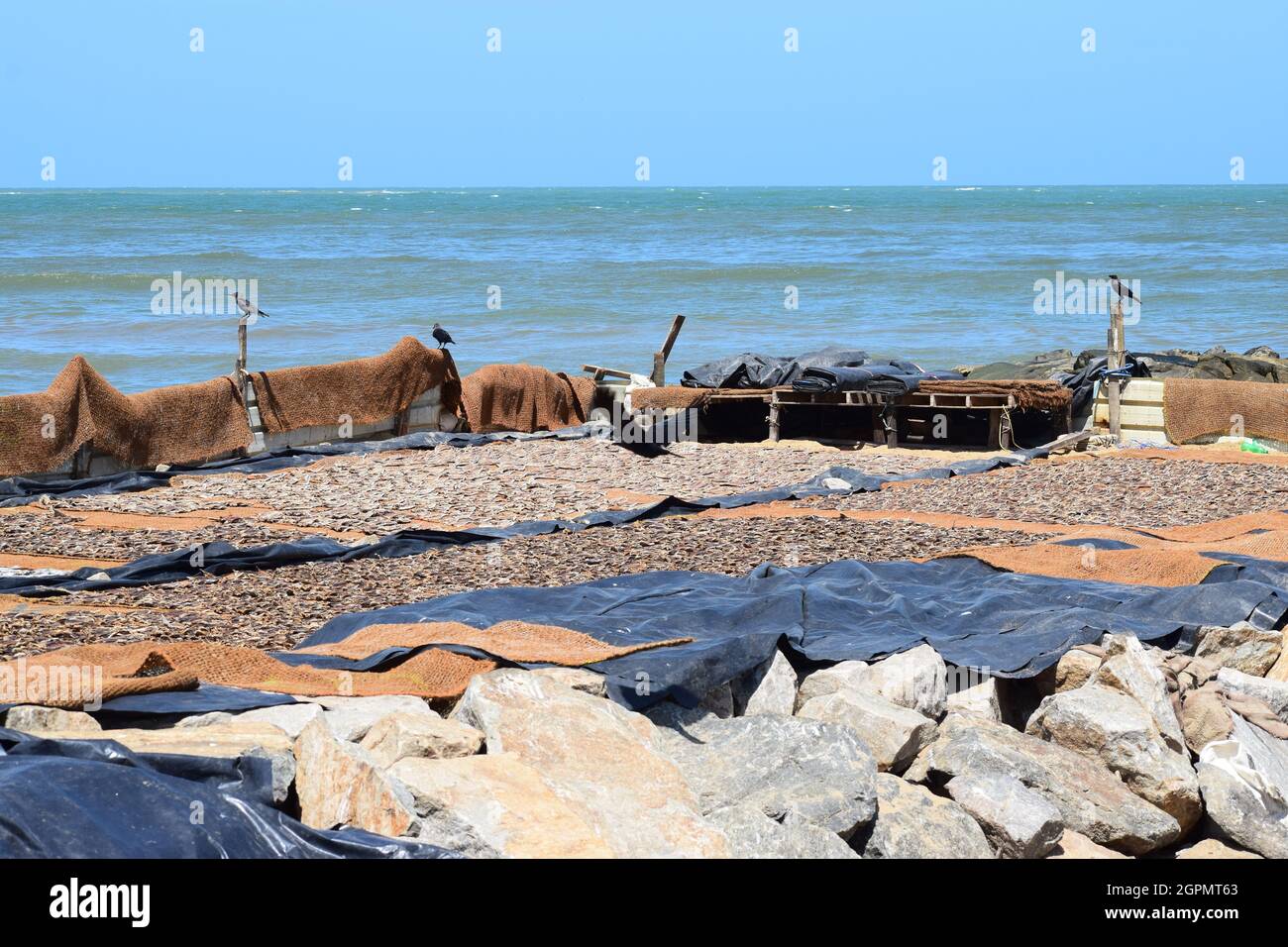Fish drying ground yard Stock Photo - Alamy