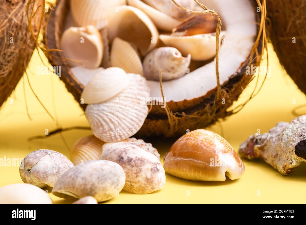 coconuts and shells on a yellow background .Marine theme Stock Photo ...