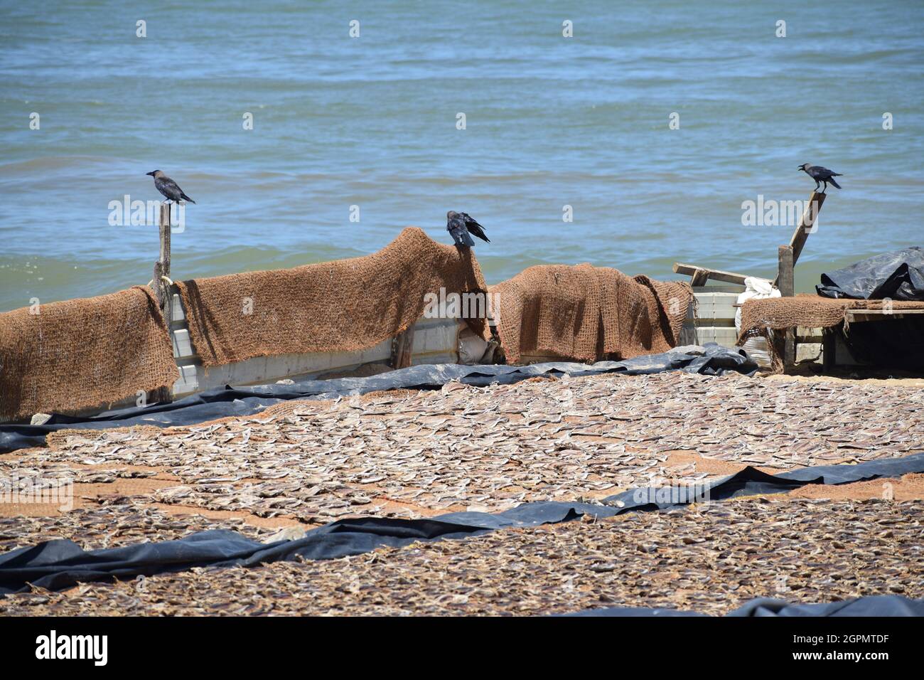 Dry fish ground Stock Photo - Alamy