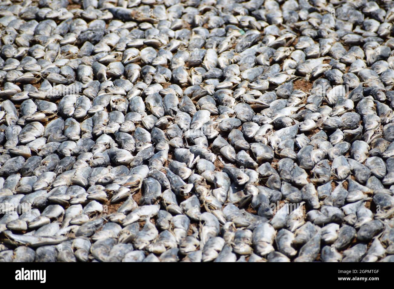 Dry fish ground Stock Photo - Alamy