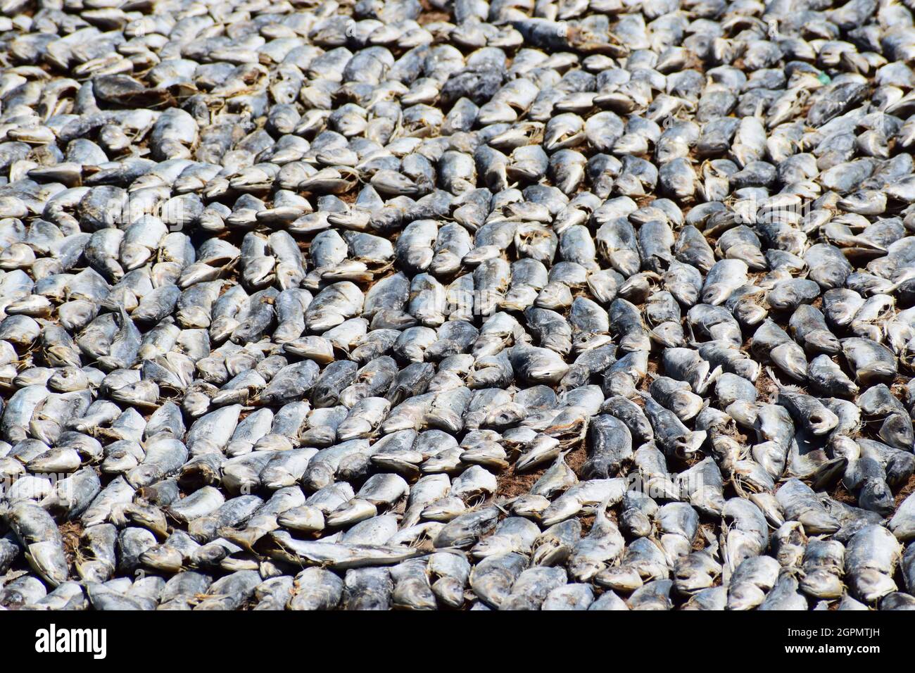 Dry fish ground Stock Photo - Alamy