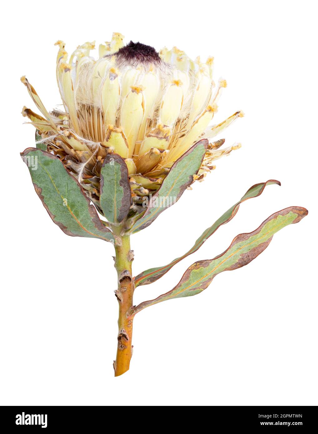 King protea flower head Cut Out Stock Images & Pictures - Alamy