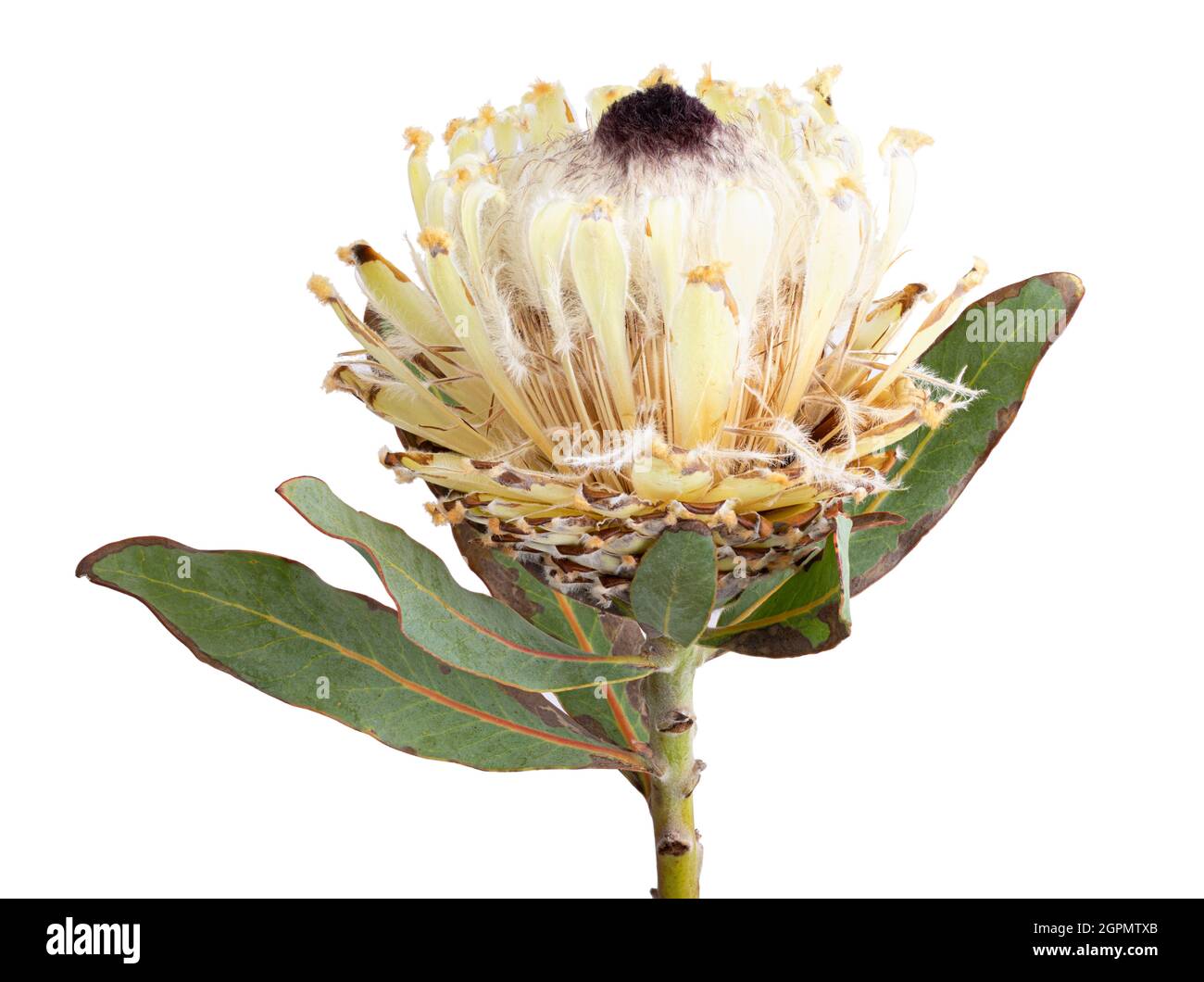 Protea flower isolated on white background. Clipping path Stock Photo ...