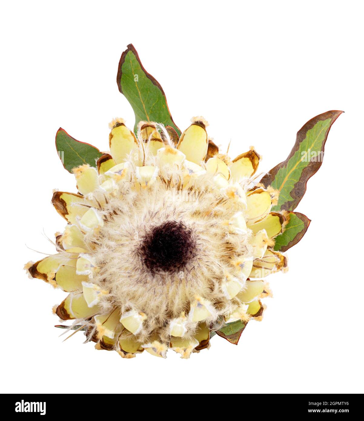 King protea flower head Cut Out Stock Images & Pictures - Alamy