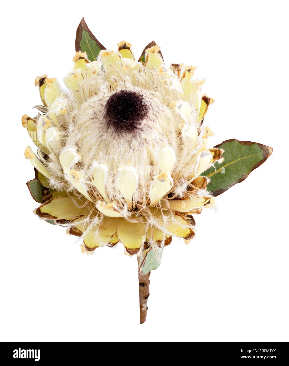 Protea flower isolated on white background. Clipping path Stock Photo ...