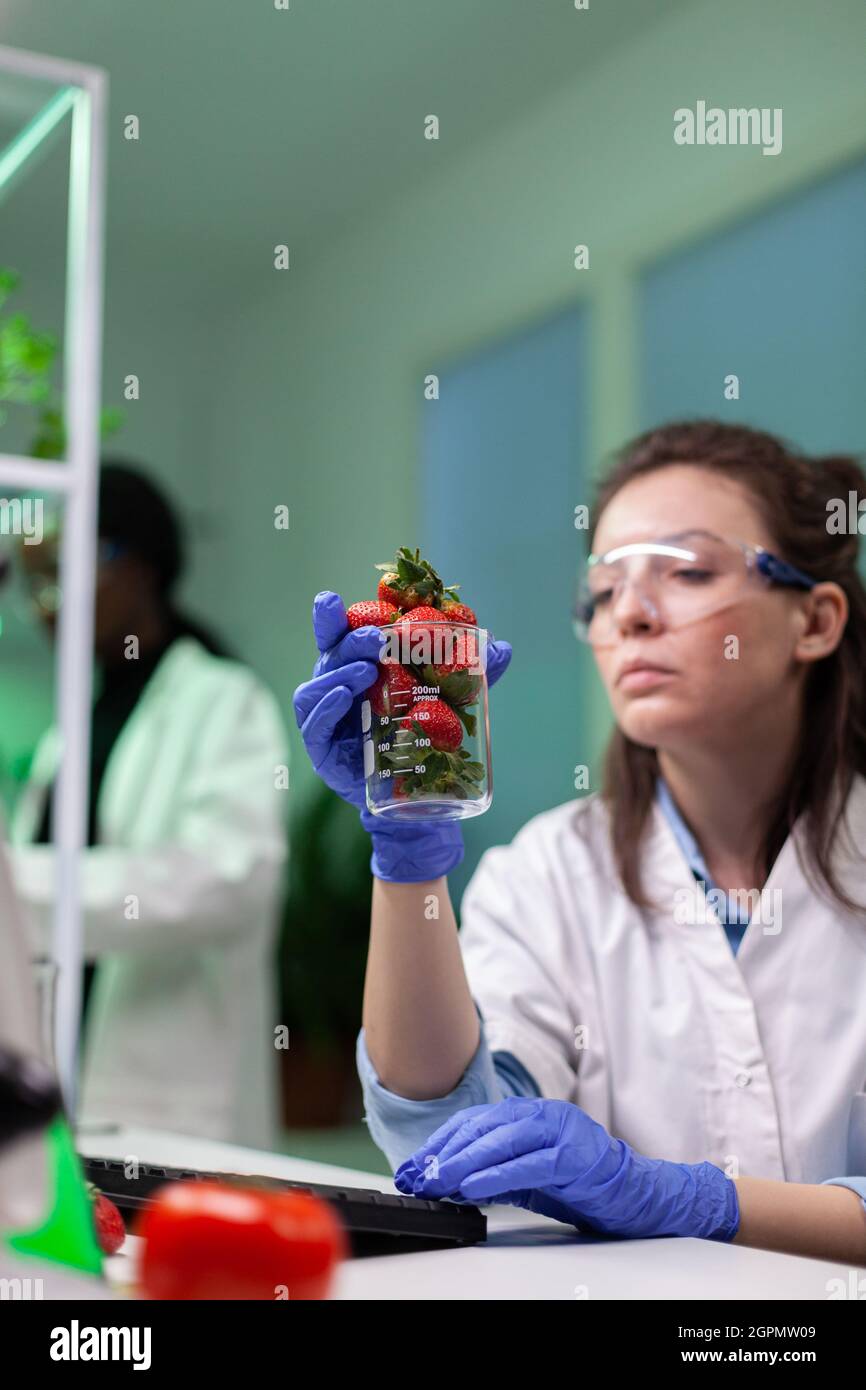 Chemist researcher looking at organic strawberry analyzing gmo fruits ...