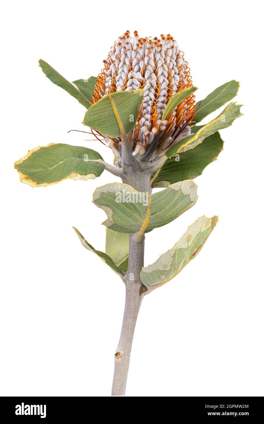 Banksia. Protea flower isolated on white background. Clipping path ...