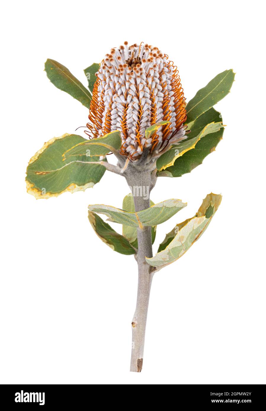 Banksia. Protea flower isolated on white background. Clipping path ...