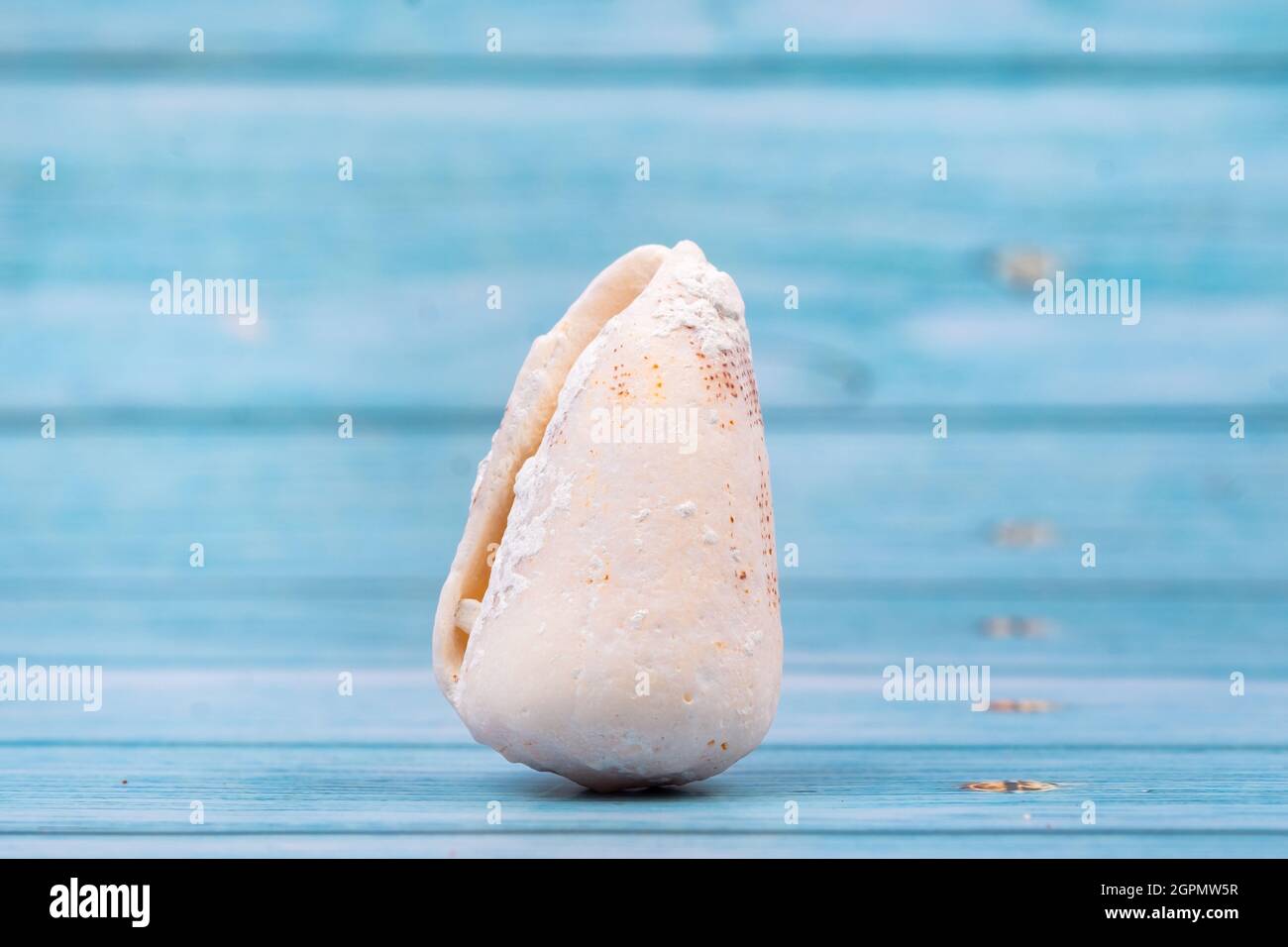 One shell hi-res stock photography and images - Alamy