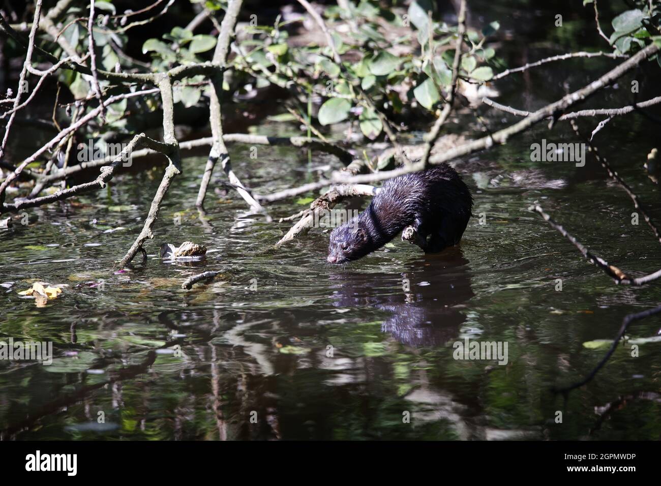 American mink climbing a tree on the riverbank Stock Photo - Alamy