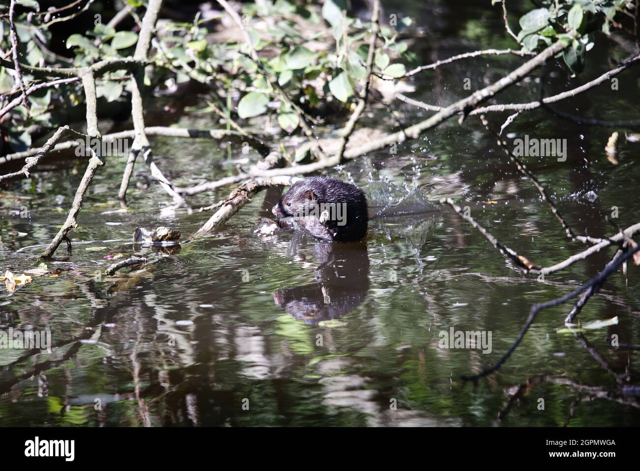 American mink climbing a tree on the riverbank Stock Photo - Alamy