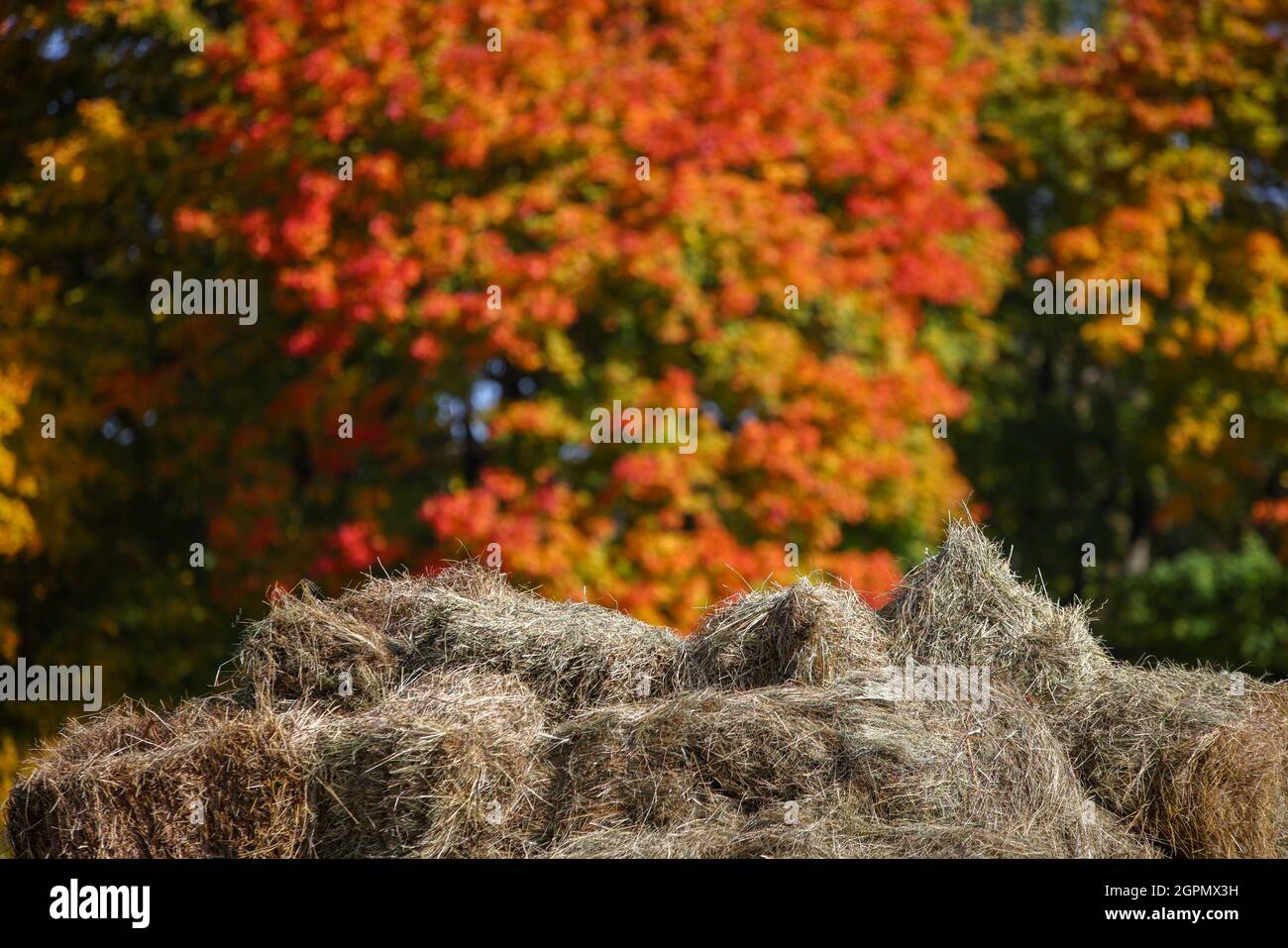 hay stacks on blurry golden autumn tree background Stock Photo - Alamy
