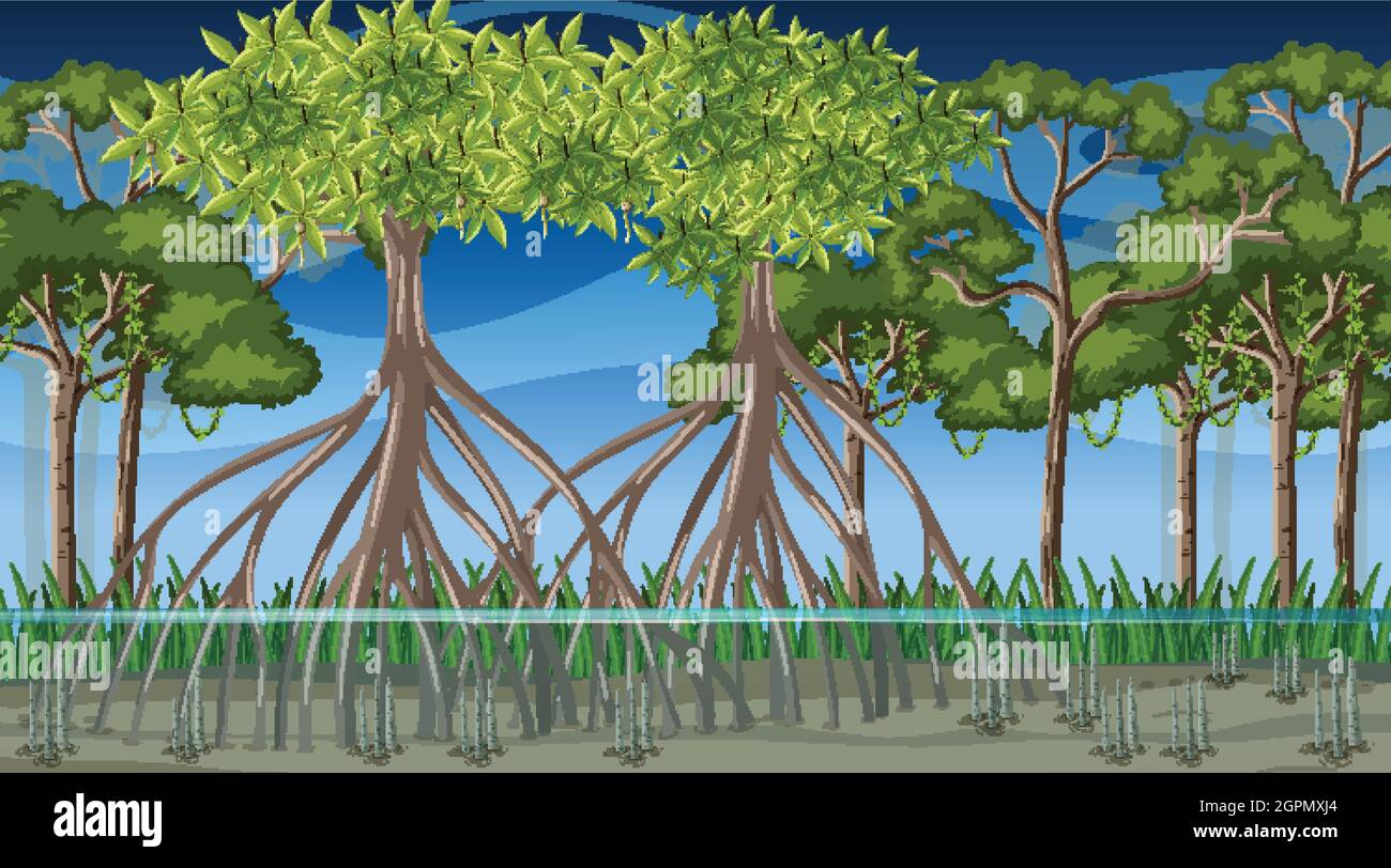 Mangrove tree in water Stock Vector Images - Alamy