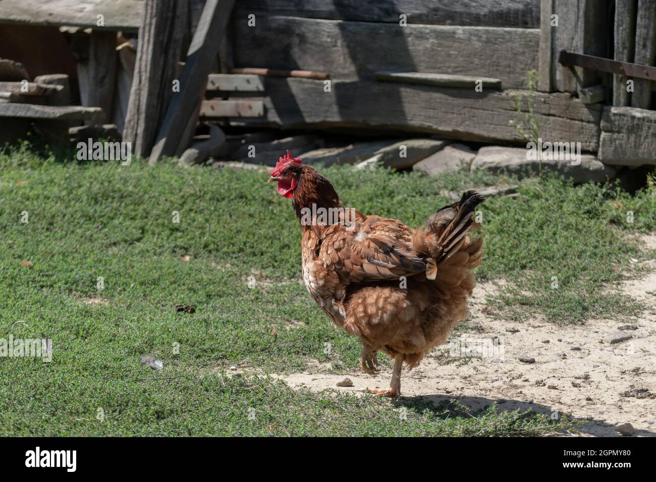 A hen stands on one leg in a grassy village yard in front of an old ...