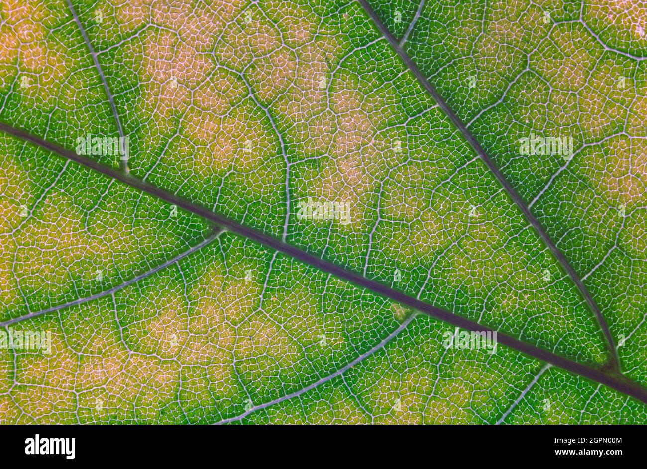 Abstract texture of a green leaf, close up image of leaf textures Stock ...