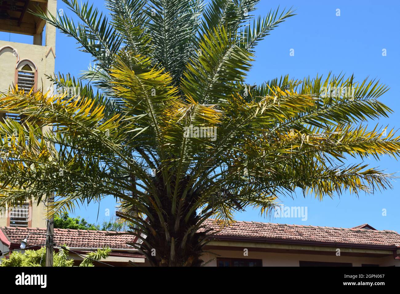 Middle east desert palm tree not israel hi-res stock photography and ...