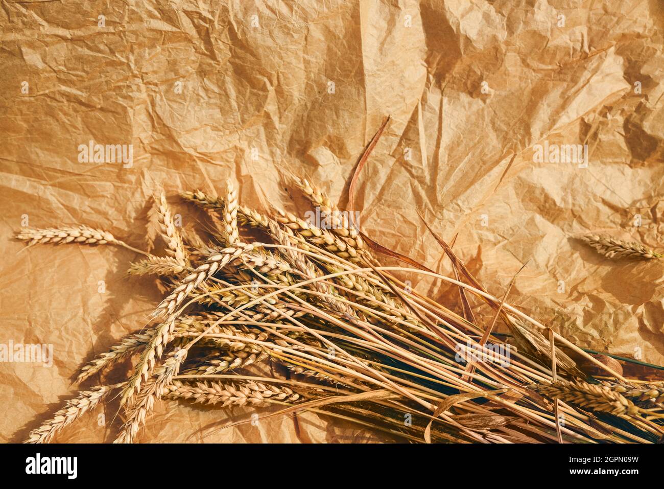 Bunch of ripe golden wheat on craft paper background. The concept of ...