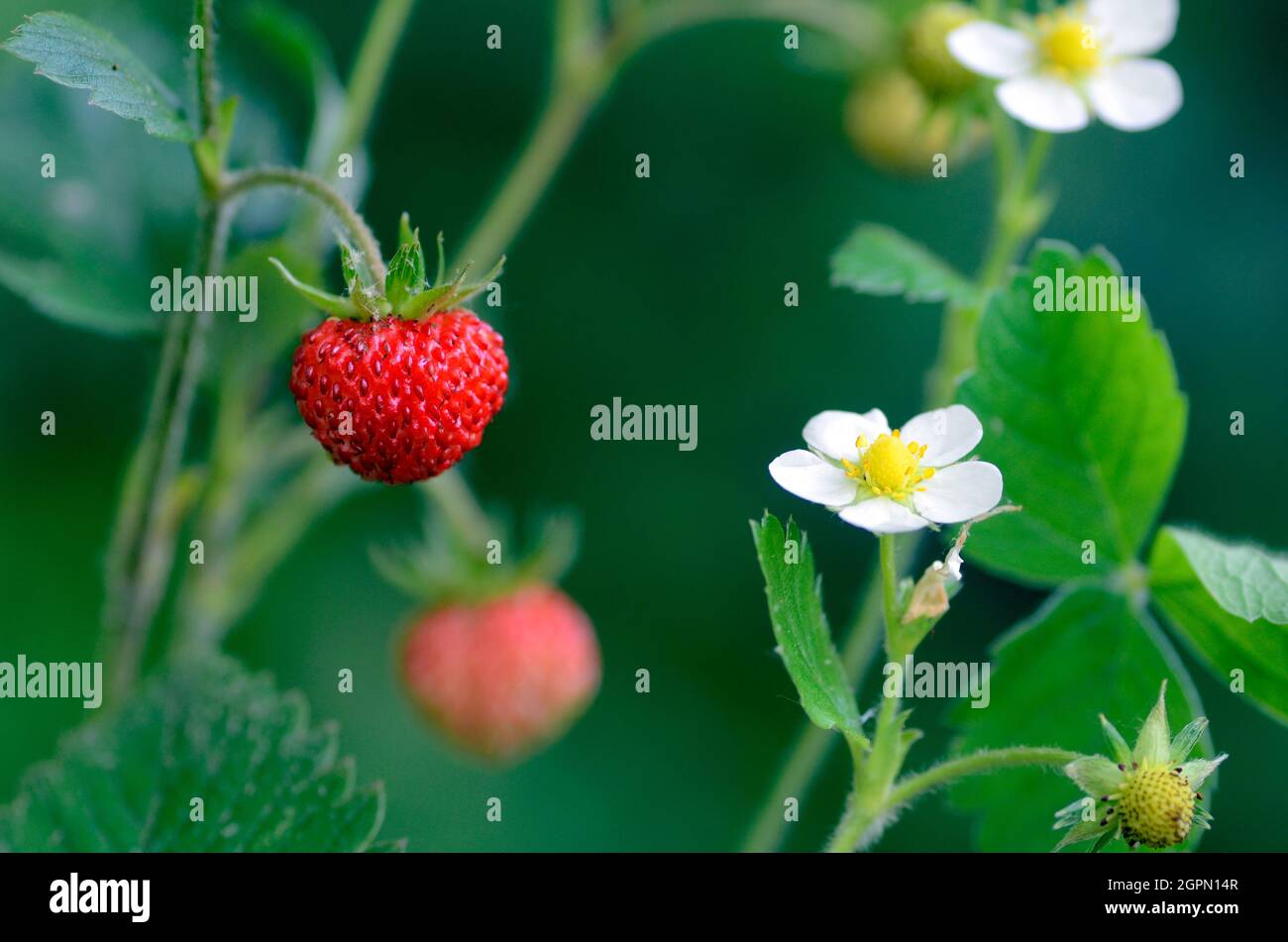 Fragaria vesca, commonly called wild strawberry, showing flower and ...