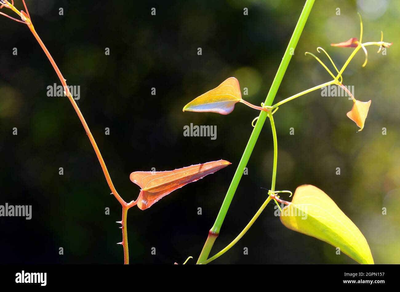 Leaves of common smilax (Smilax aspera) against the light Stock Photo ...