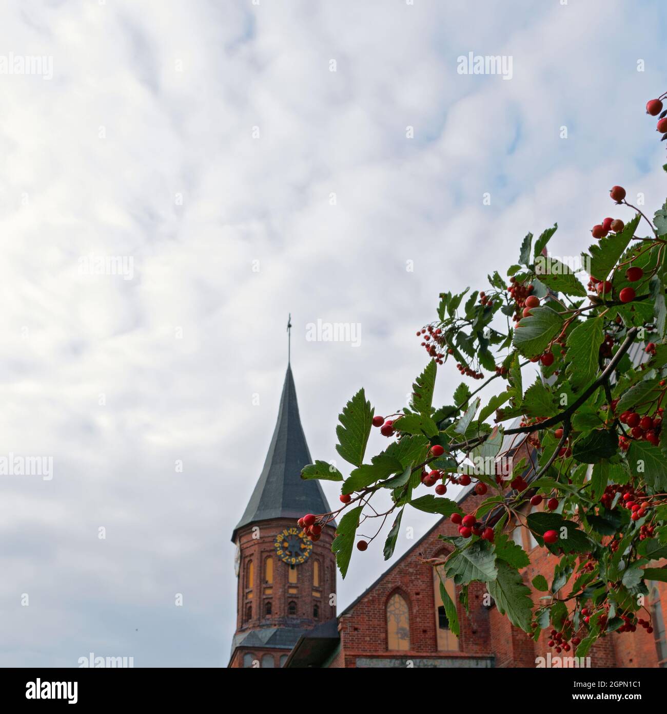 Medieval clock tower in Baltic Gothic architectural style on a ...
