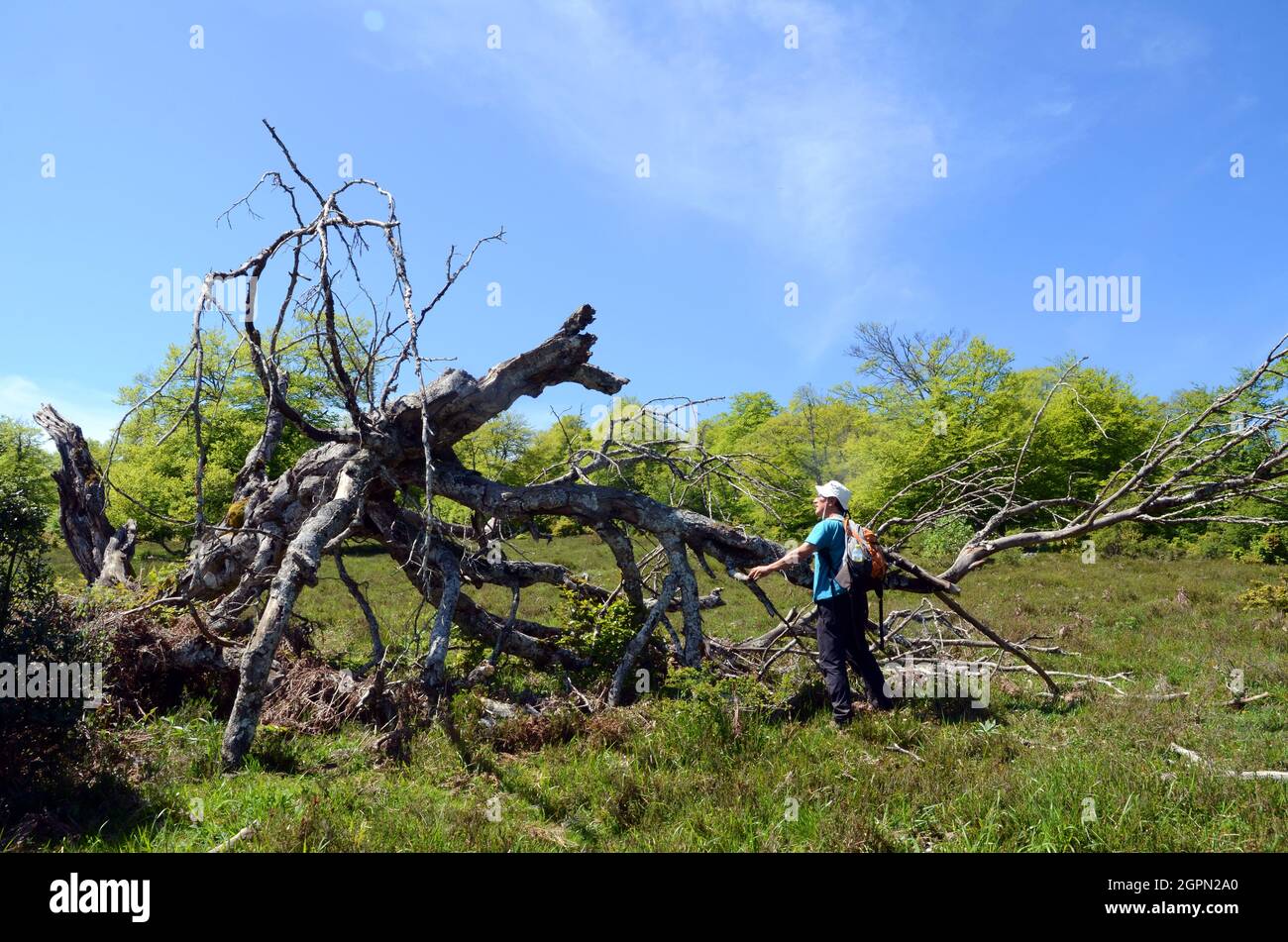 A biologist observes invertebrates in a dry trunk of a tree. Dead wood ...