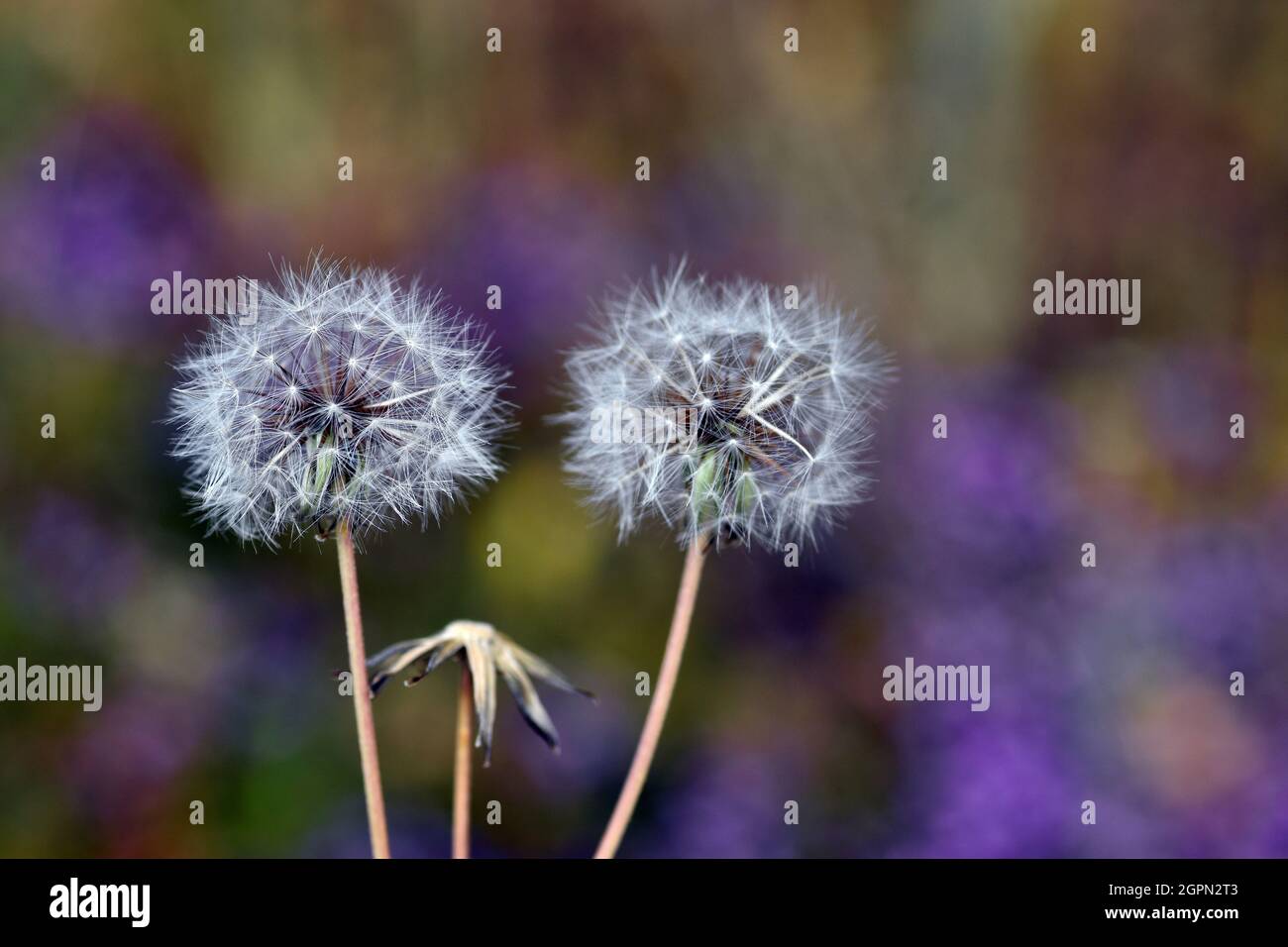 Dandelion seeds (Taraxacum officinale) on a purple background Stock ...