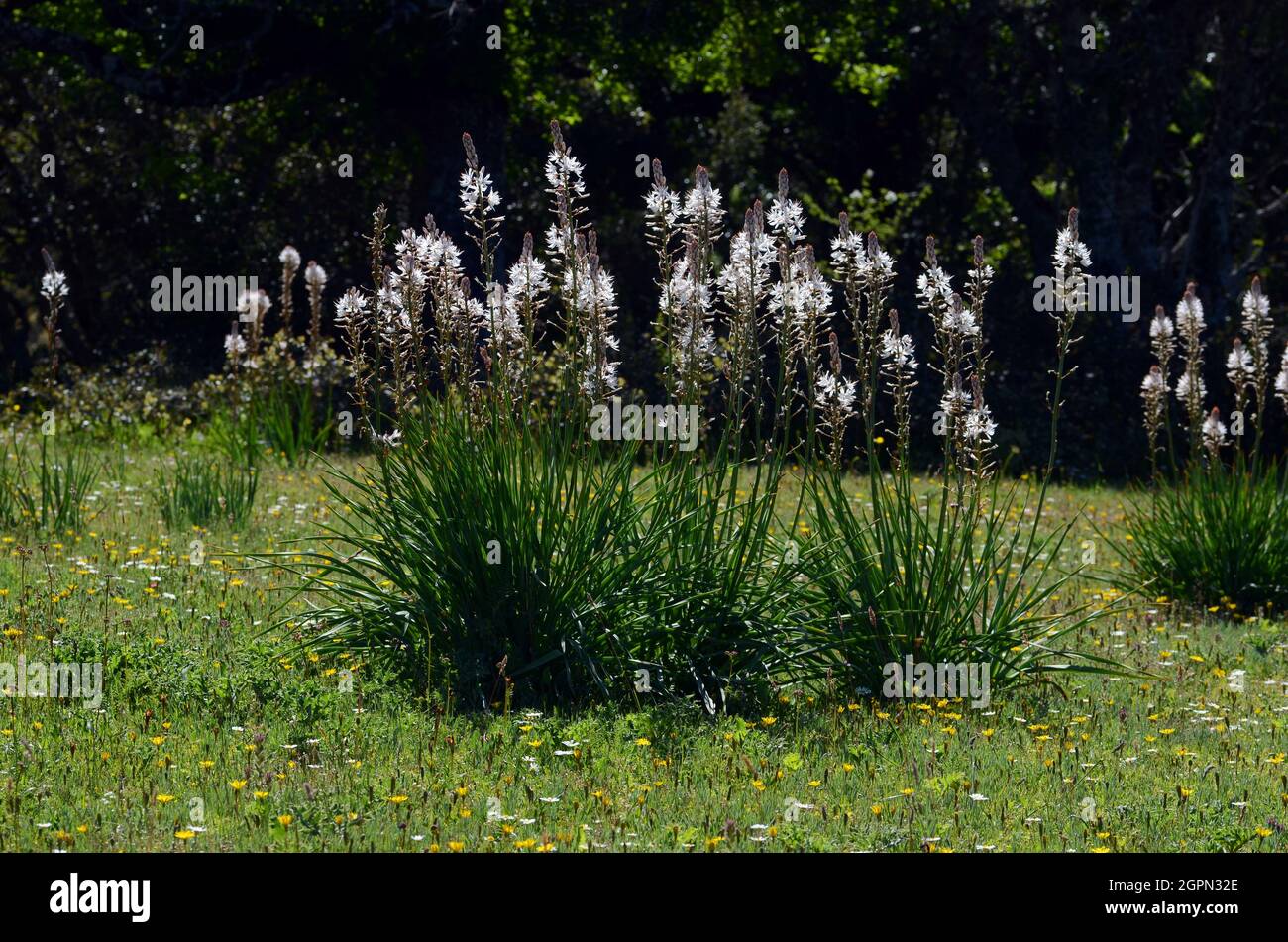White asphodel in flower (Asphodelus albus Stock Photo - Alamy