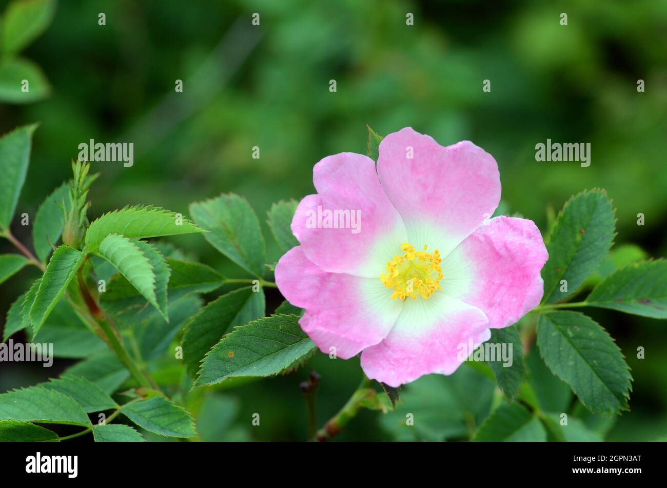 Wild rose (Rosa canina) in bloom Stock Photo - Alamy