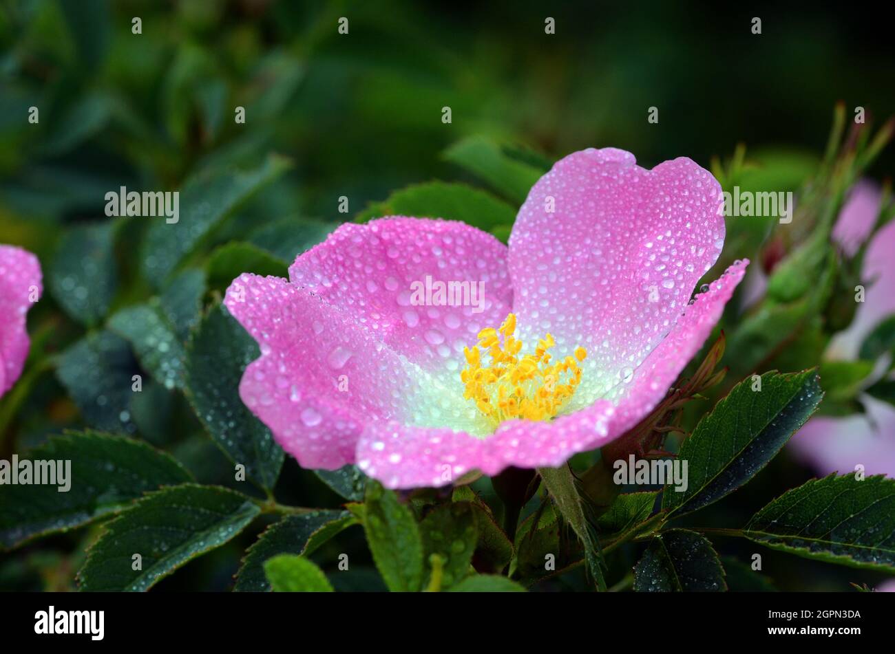 Wild rose (Rosa canina) in bloom Stock Photo - Alamy