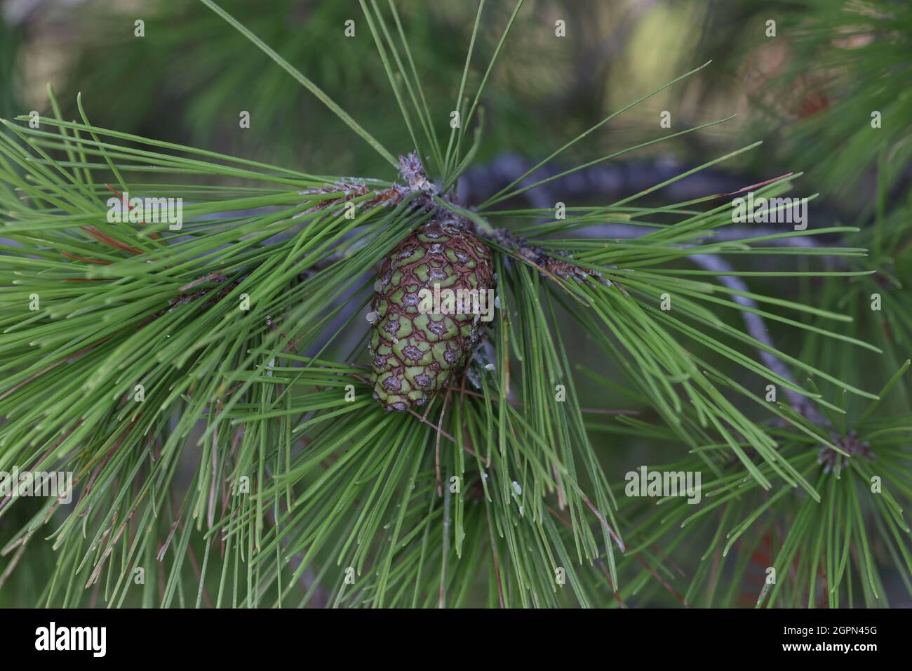 Gum wald hi-res stock photography and images - Alamy