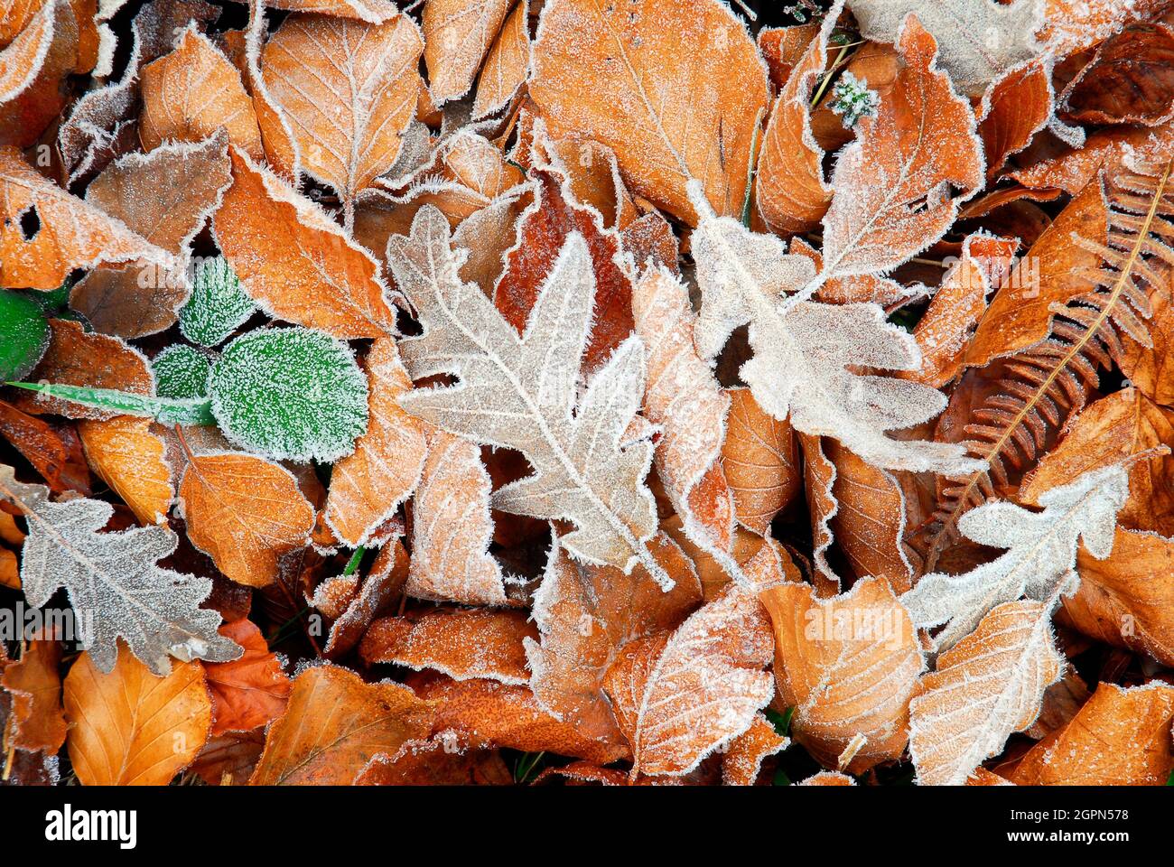 Oak and beech leaves on the floor Stock Photo - Alamy