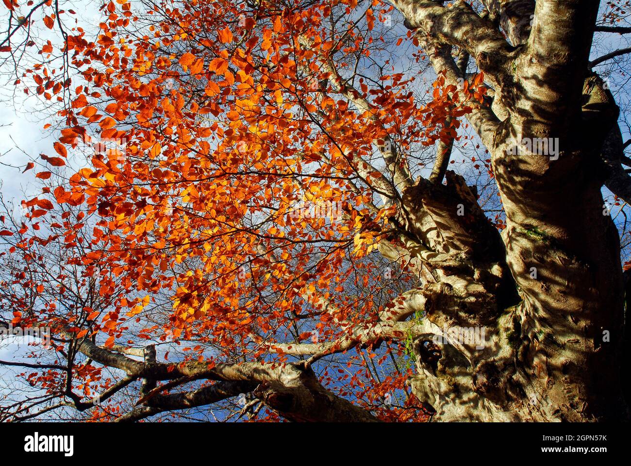 Branches of a beech with the colors of autumn Stock Photo - Alamy