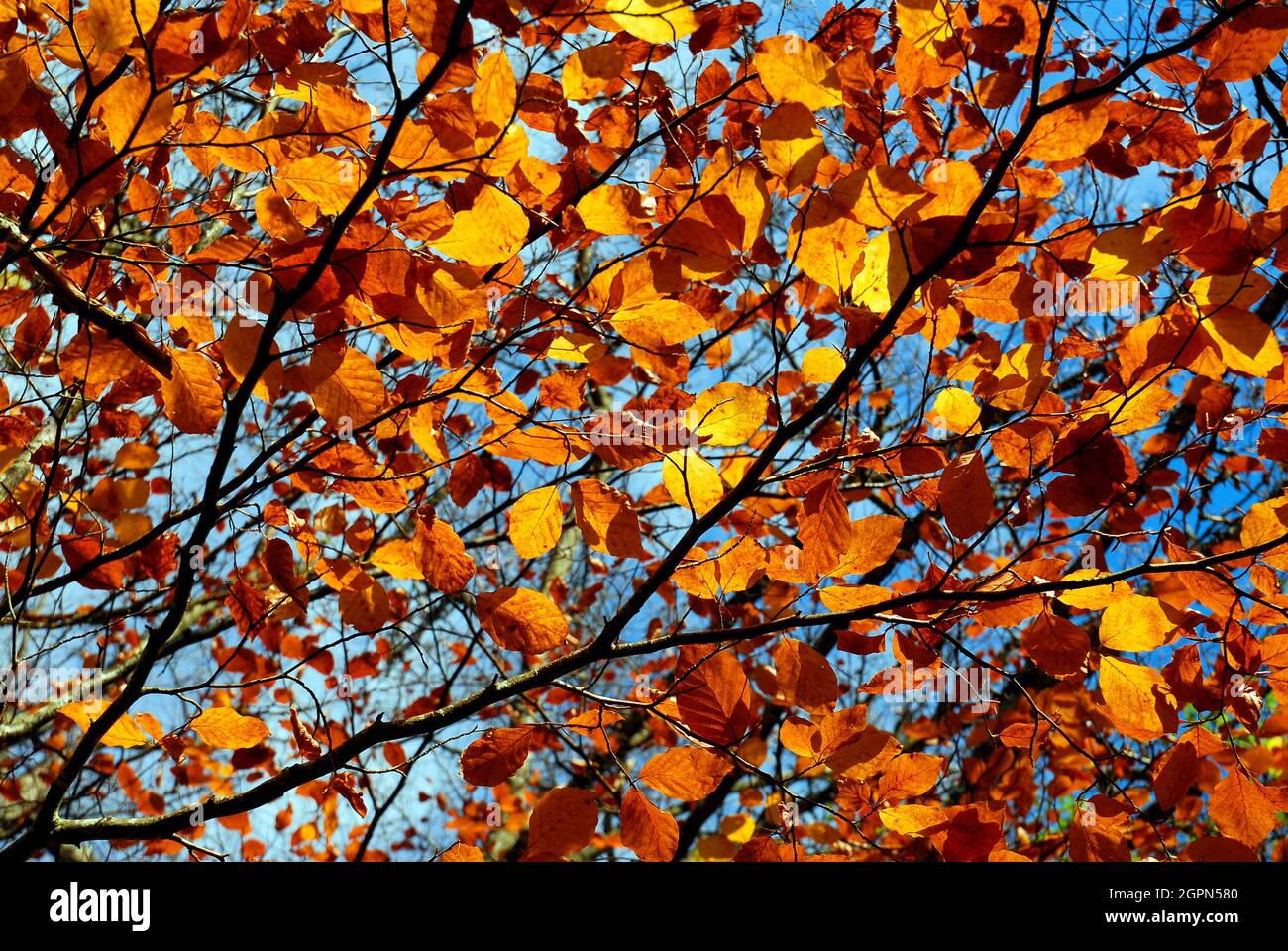 Beech leaves showing fall colors Stock Photo - Alamy