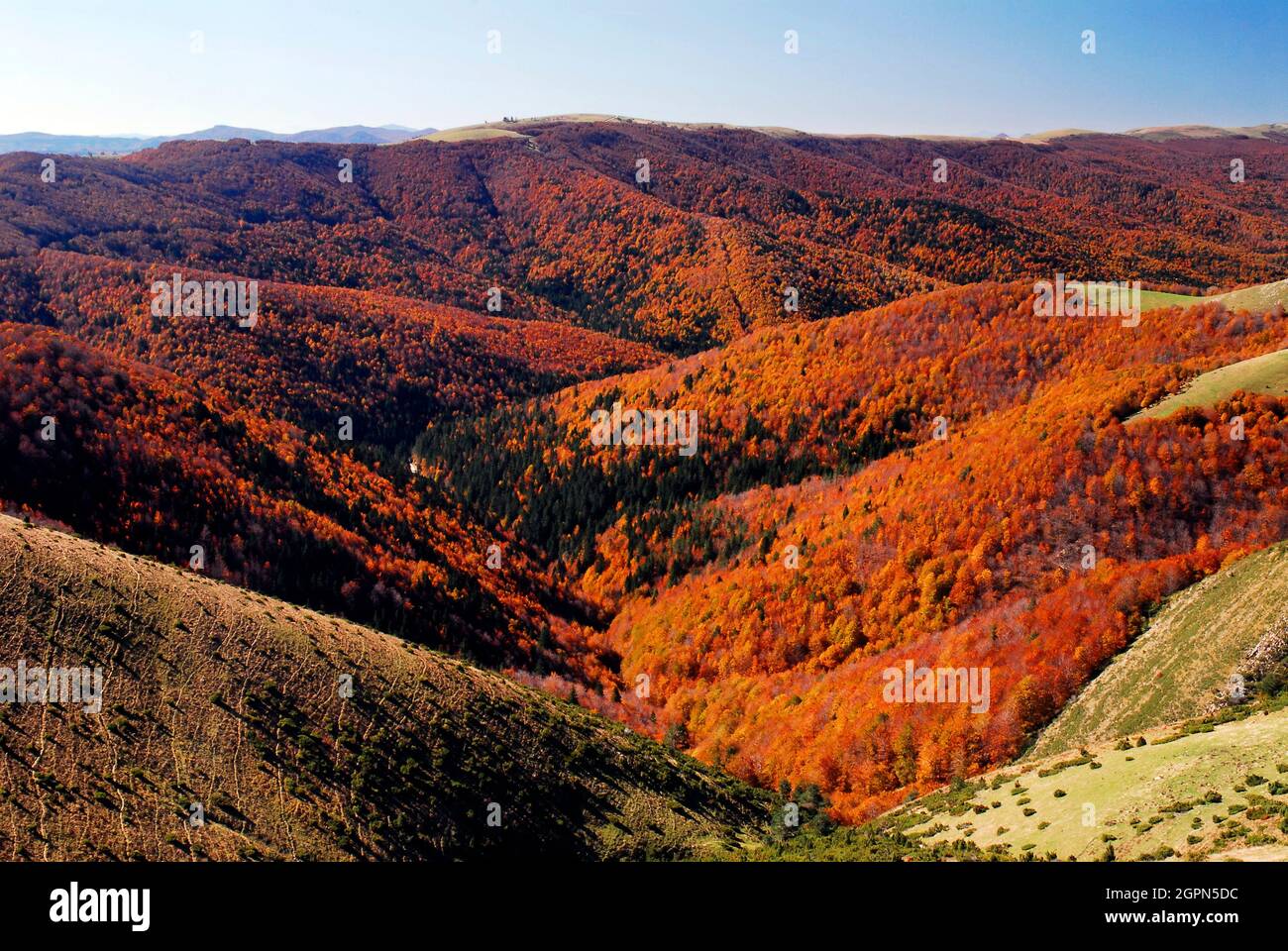 Beech forest in the Selva de Irati with the colors of autumn. Navarre ...