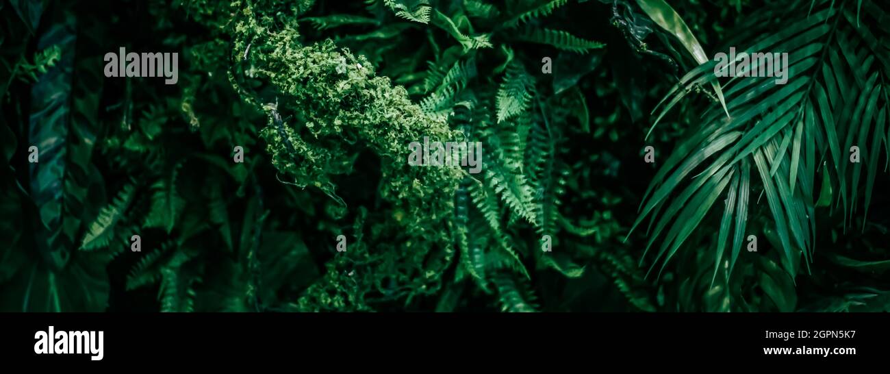 Tropical leaves as nature and environmental background, botanical ...