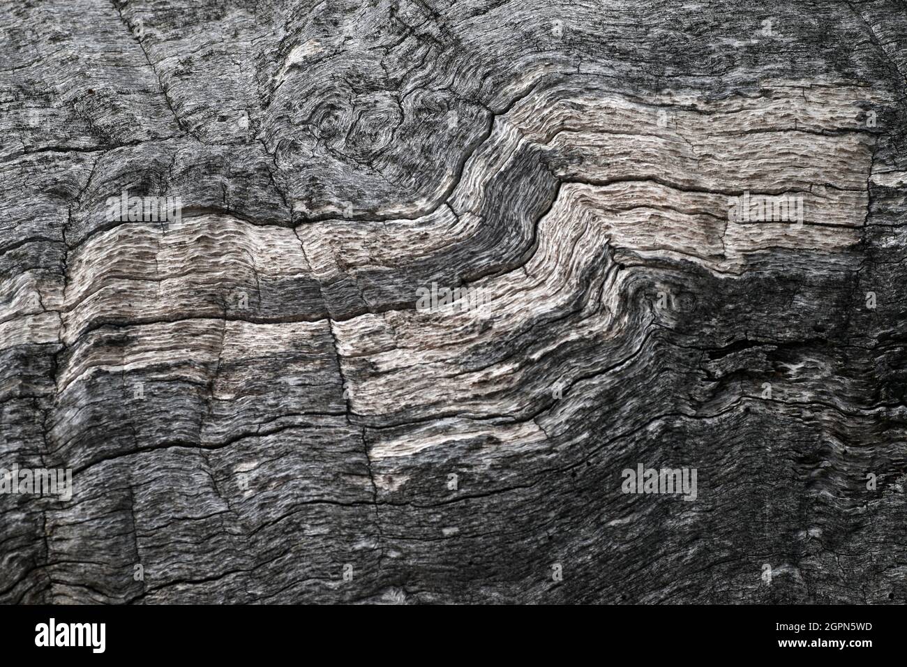 Bark texture in horizontal hi-res stock photography and images - Alamy