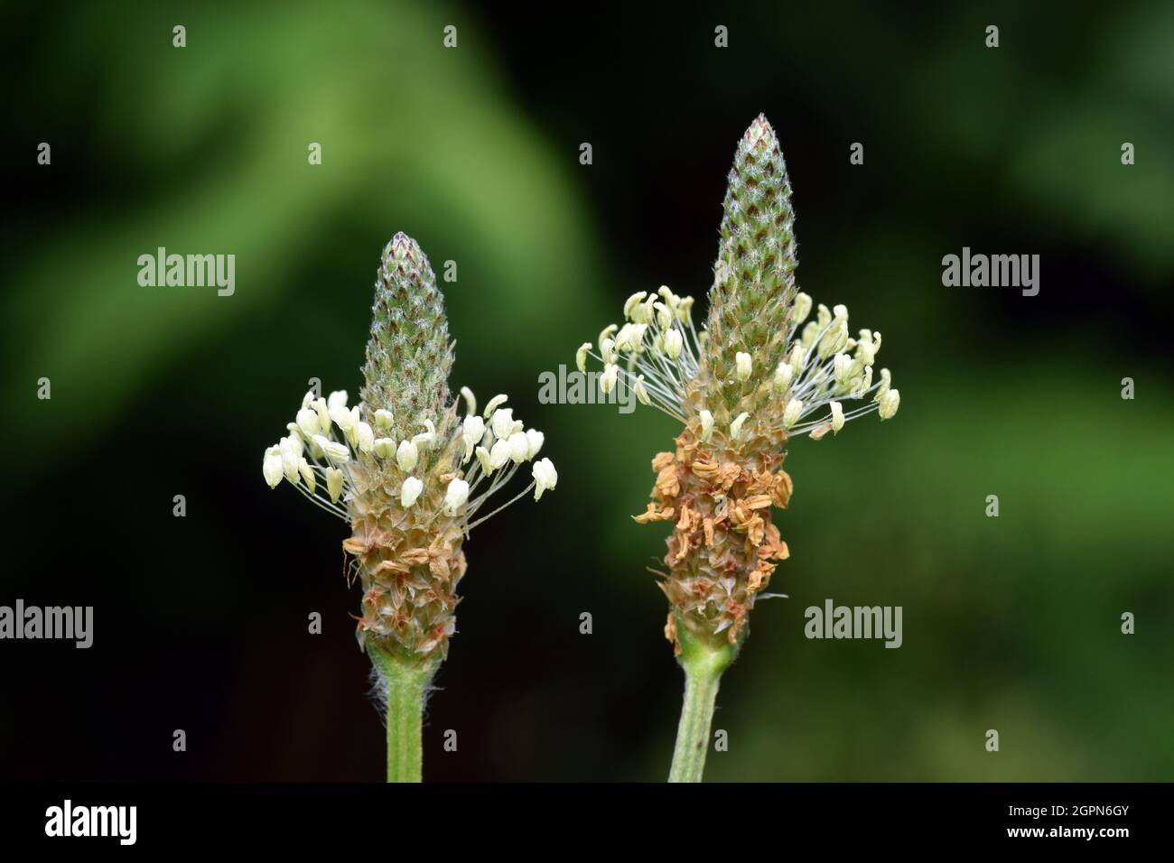 Plantain flowers (Plantago lanceolata) used as medicinal herbs Stock ...