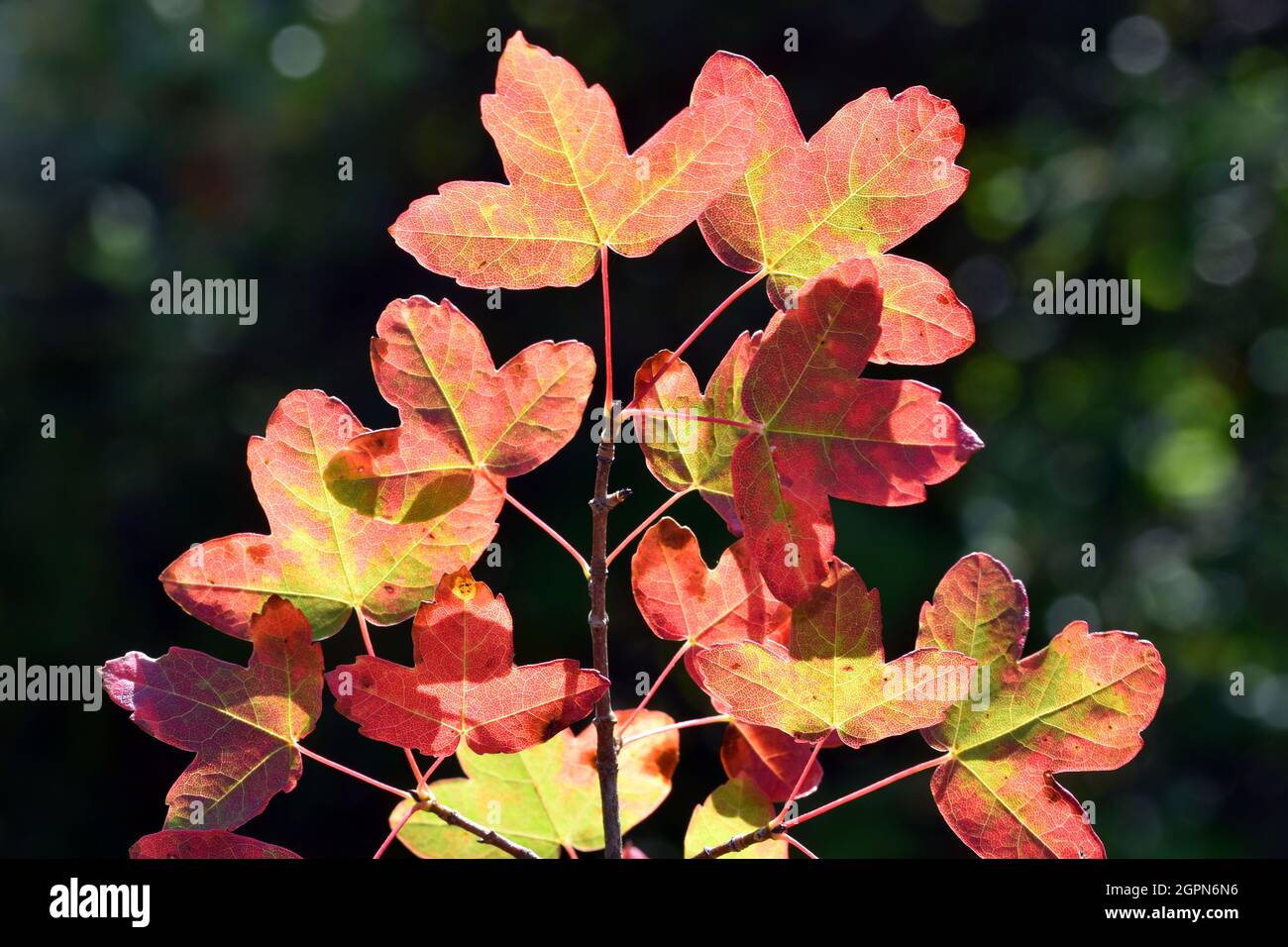 Montpellier maple leaves (Acer monspessulanum) with fall colors Stock ...