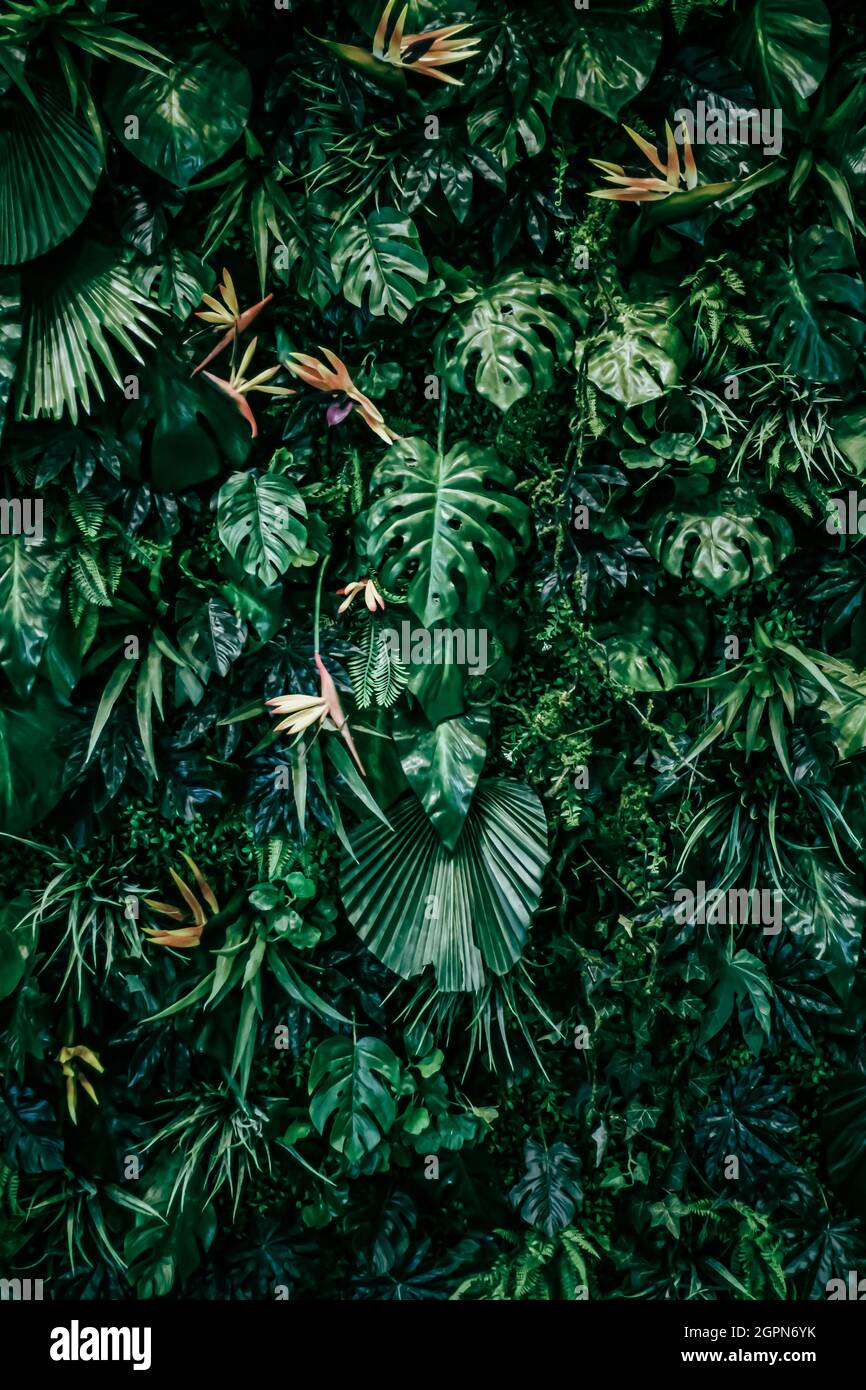Tropical leaves as nature and environmental background, botanical ...