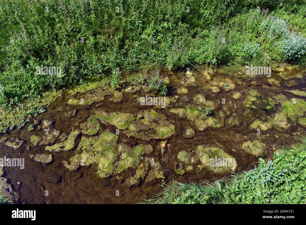 Eutrophication river hi-res stock photography and images - Alamy