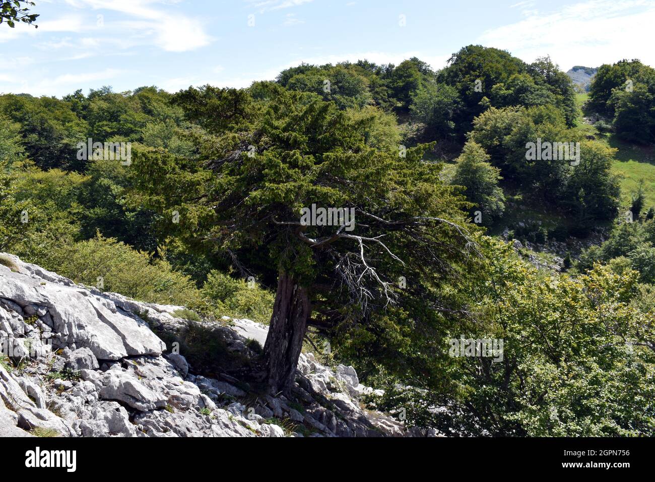 Yew (Taxus baccata) in the karstic massif of Itxina. Gorbea Natural ...