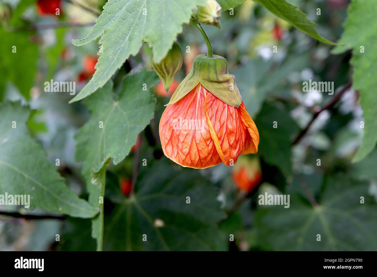 Abutilon ‘Giant Orange’ Chinese lantern Giant Orange – deep orange ...