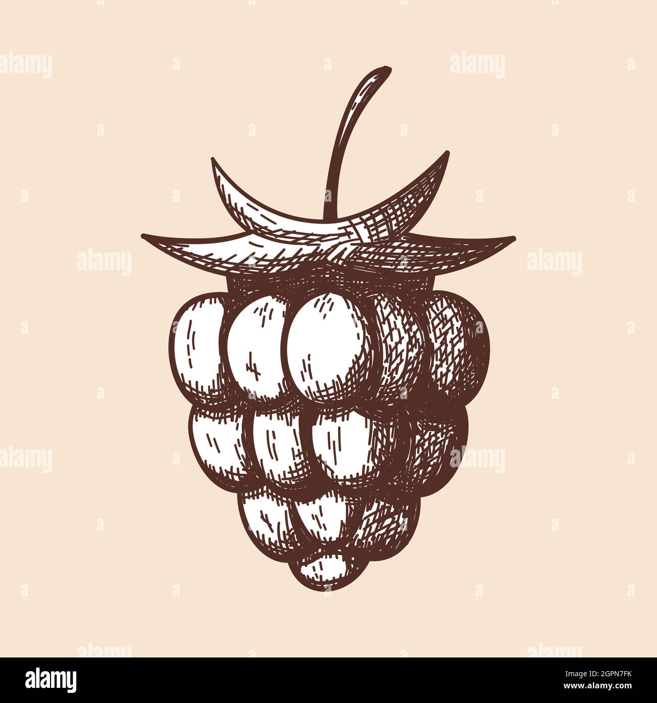 Raspberry bush harvest Stock Vector Images - Alamy