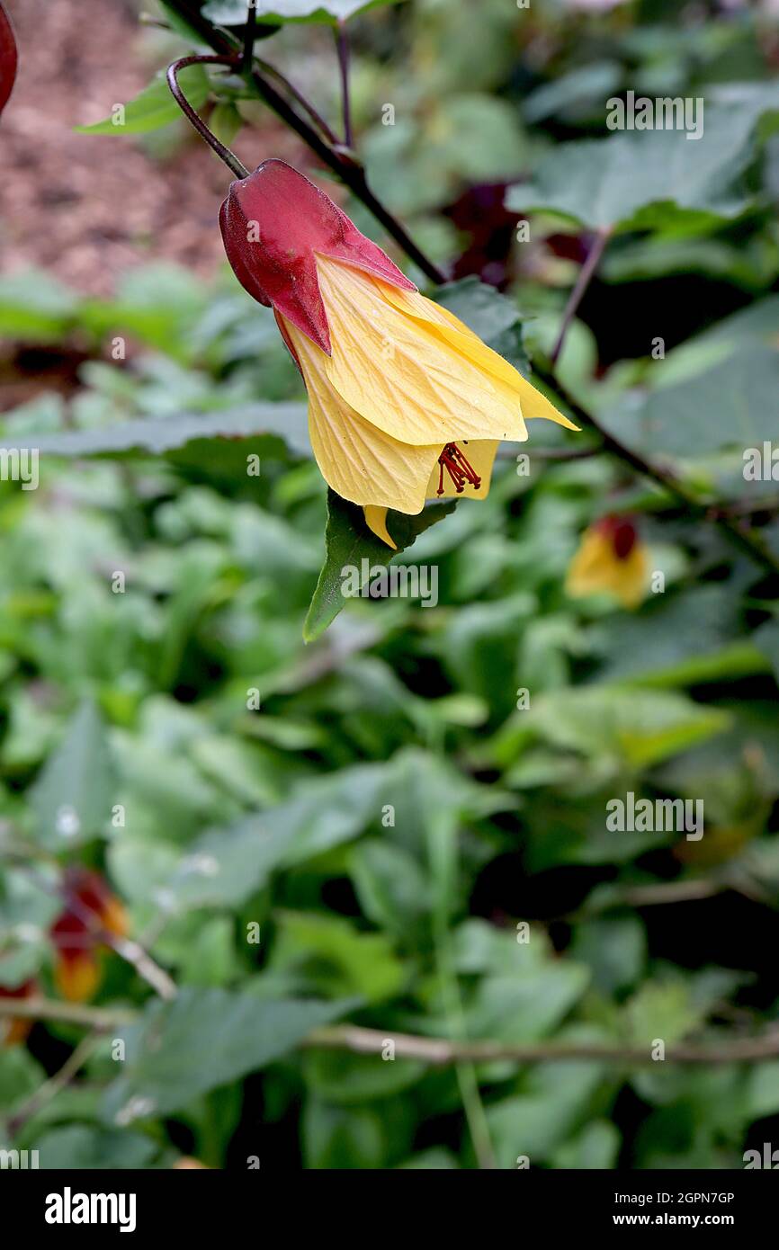 Bell lantern shaped flower hi-res stock photography and images - Alamy