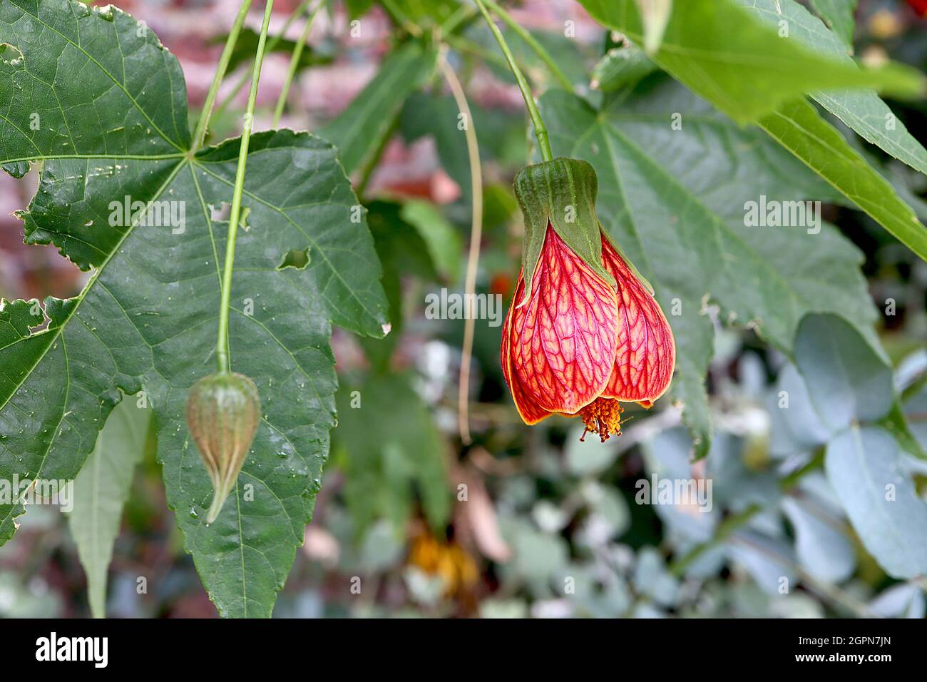 Abutilon ‘Red Tiger’ Chinese lantern Aphrodite – deep yellow large bell ...