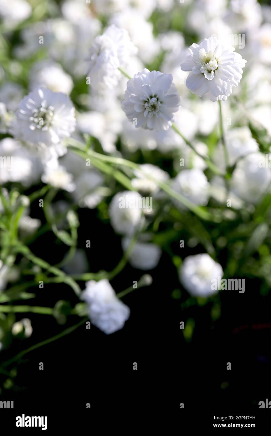 Peter cottontail achillea hi-res stock photography and images - Alamy