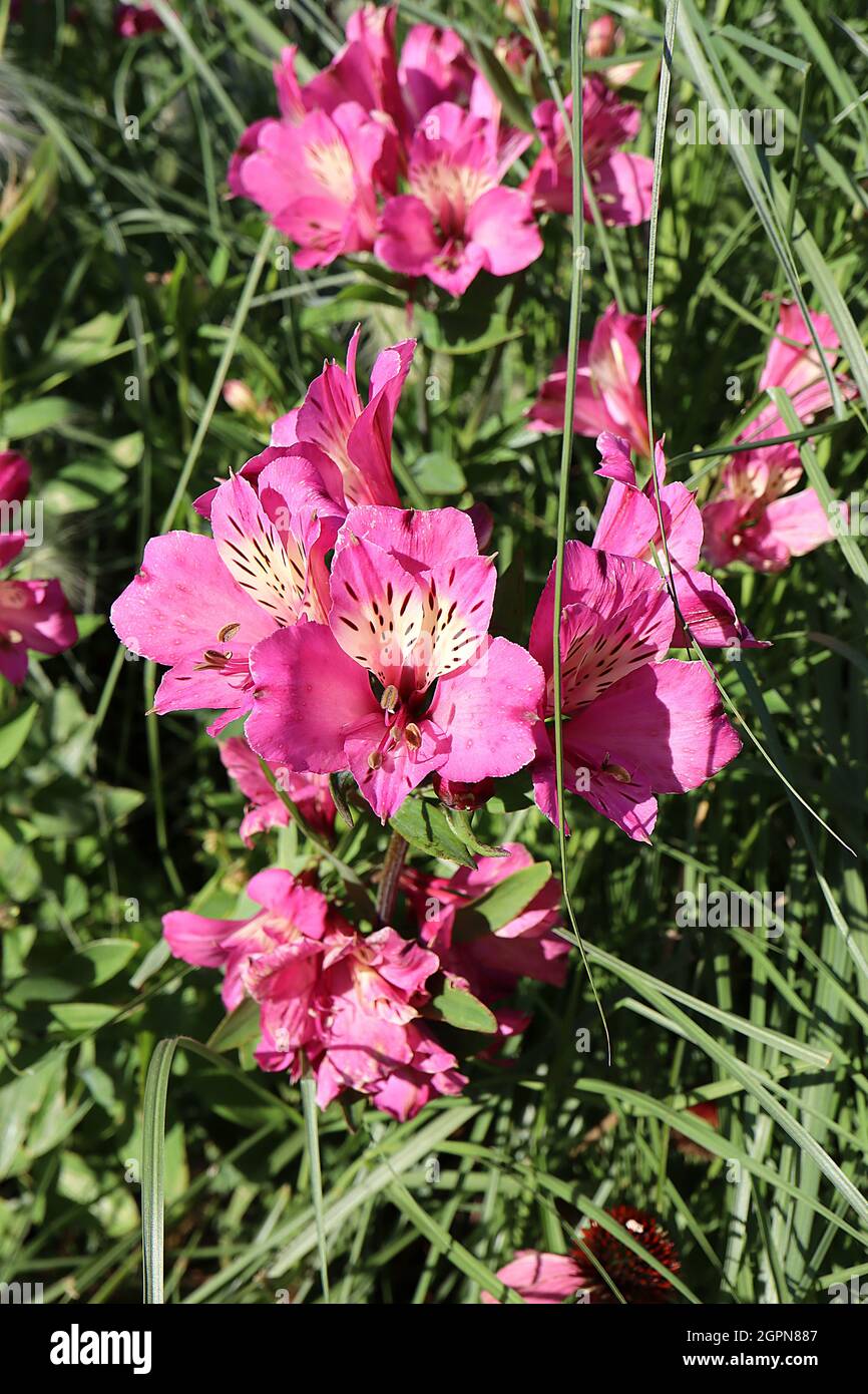 Lily of the incas summer saint pink hi-res stock photography and images ...